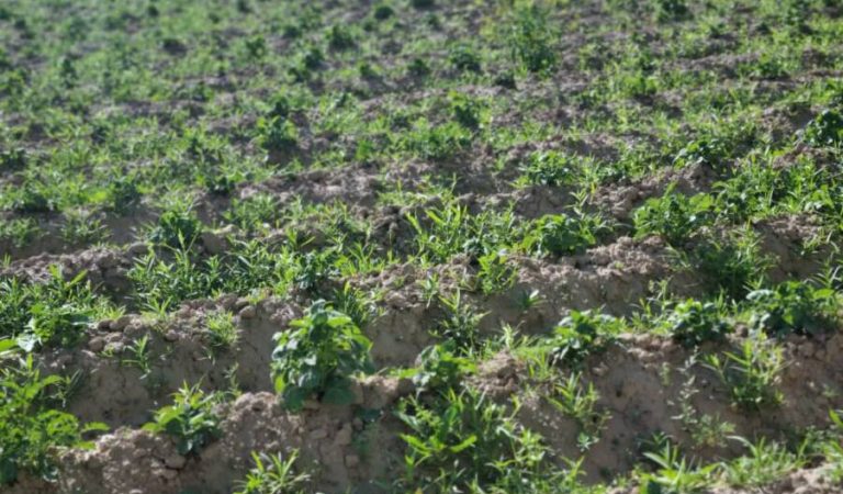 Farmer see benefits of multi-crop lands - Salam Watandar