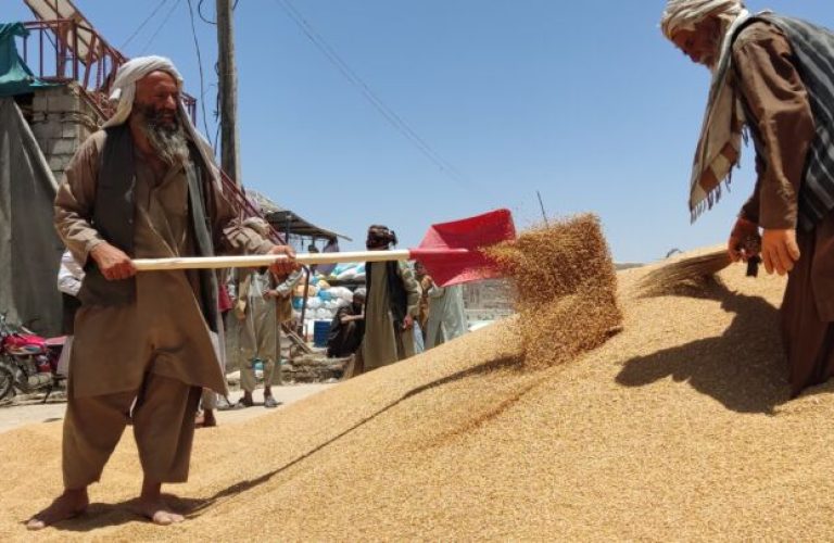 Helmand farmers frustrated with drop in wheat prices - Salam Watandar