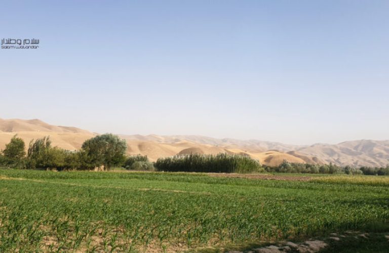 Sar-e-Pol farmers in need of cold storages - Salam Watandar
