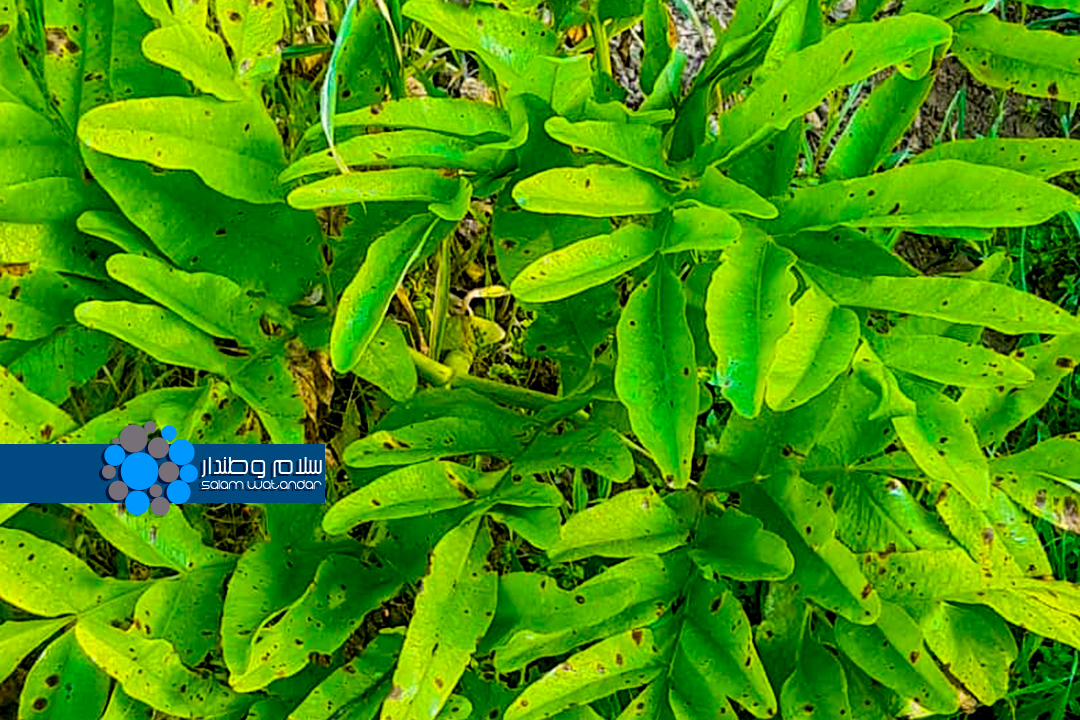 Farmers in Parwan alarmed by invasive insects - Salam Watandar