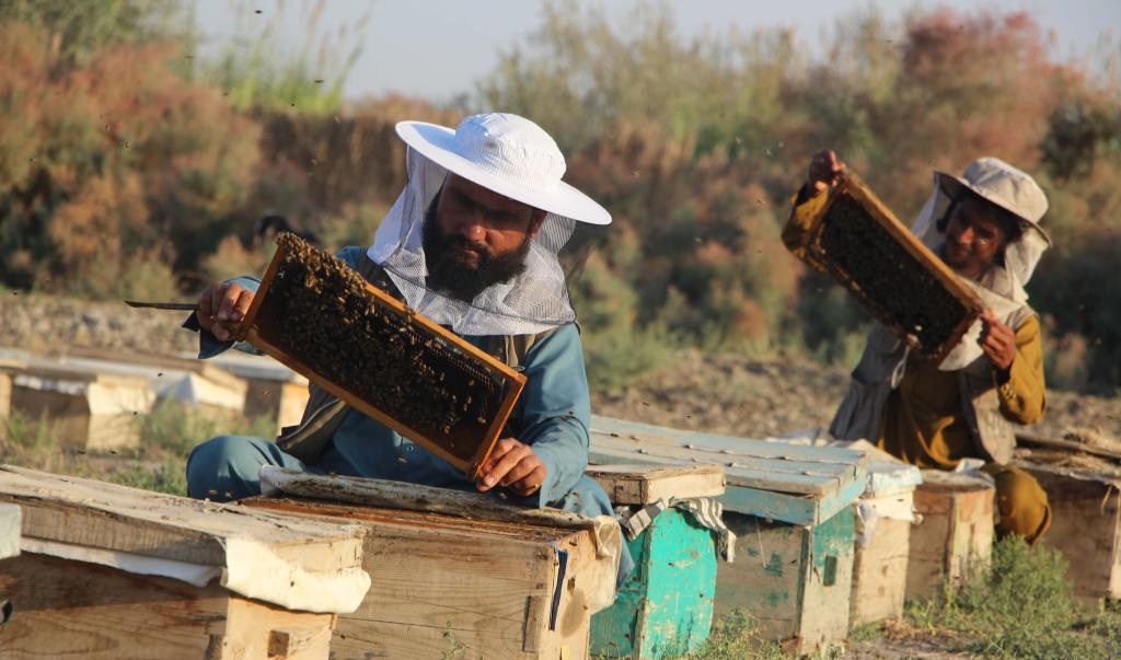 Beehives in Panjshir produce staggering 2.7 tons of honey this year ...