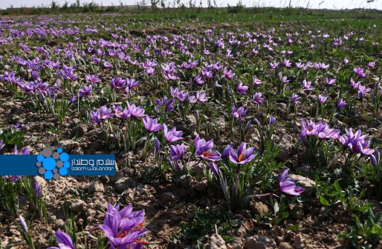 Saffron farming drives economic empowerment for women in Herat - Salam ...